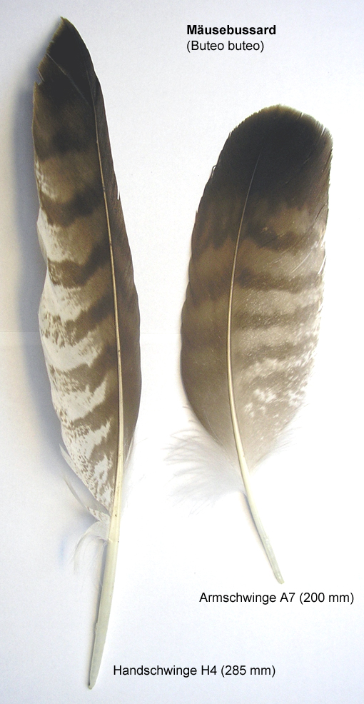 Slagpen - Wiki Raamsdonks Erfgoed